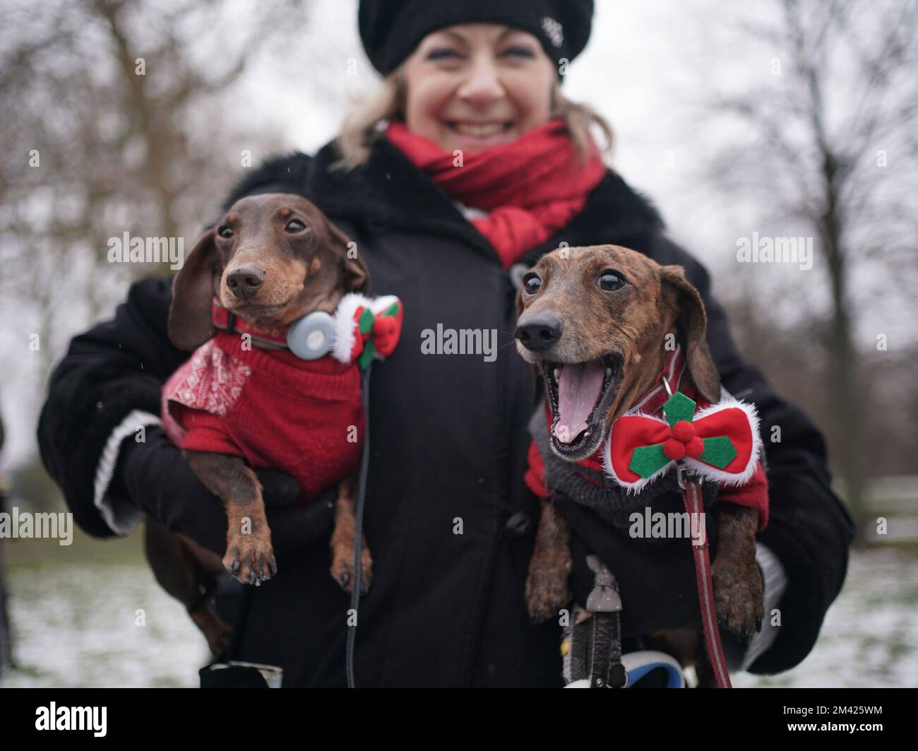 Dachshunds at the annual Hyde Park Sausage Walk, in Hyde Park, London, as dachshunds and their ...