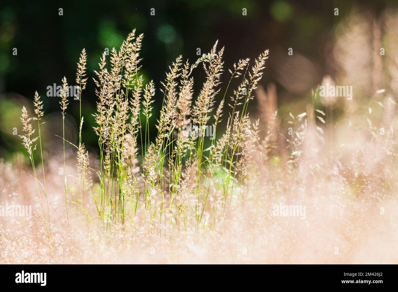 Grass in the field, Swede Stock Photo - Alamy