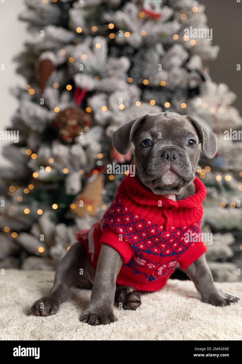 Puppy of French bulldog wearing a red Christmas sweater at the foot of ...