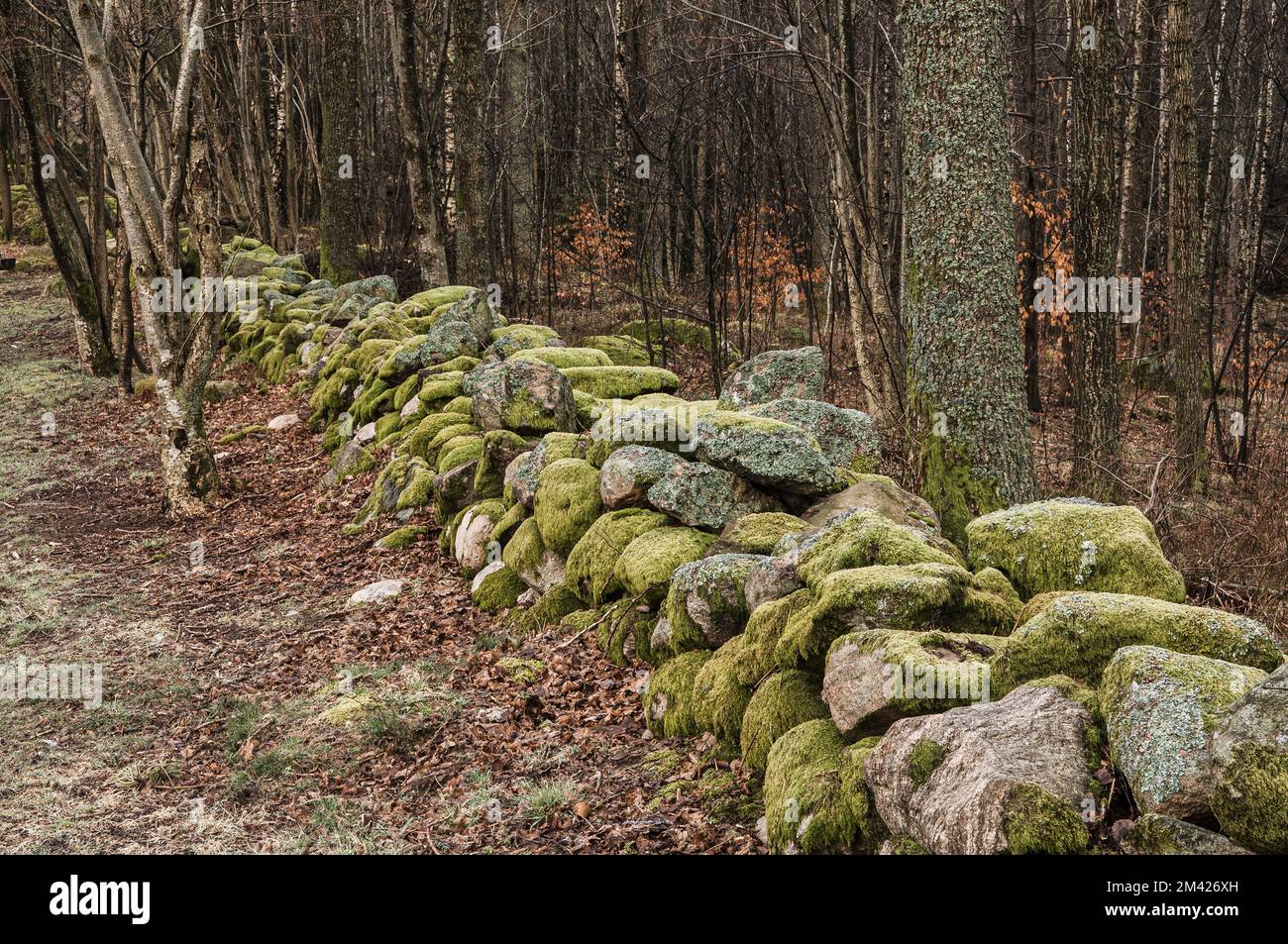 Old stone wall in forest hi-res stock photography and images - Alamy