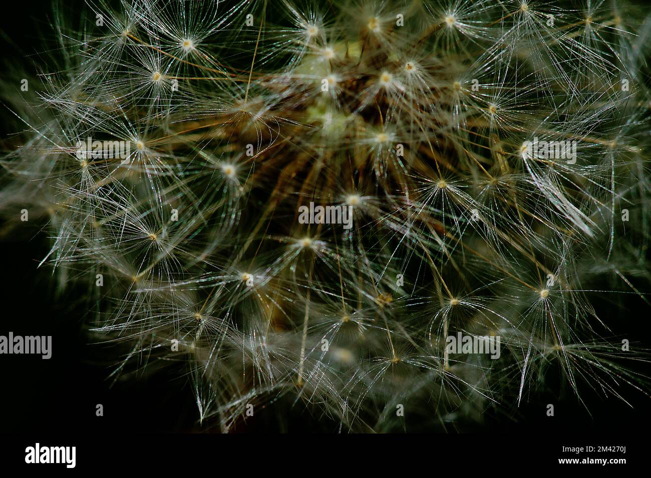 Dandelion in the flowering period is shown in close-up. Selected ...