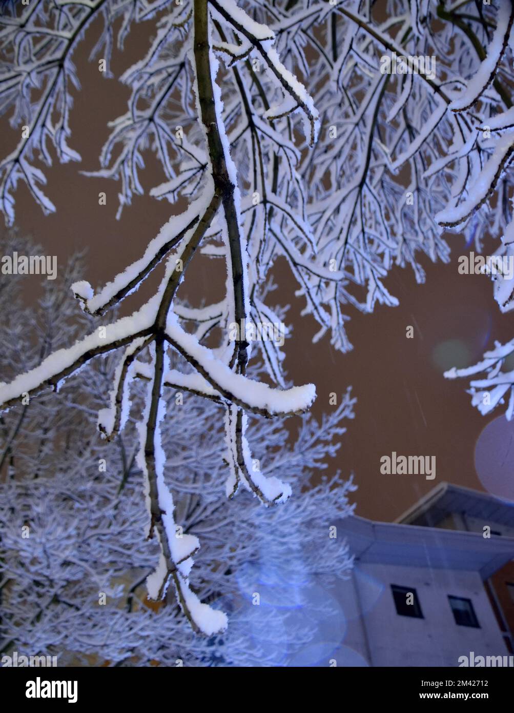 Snow laden trees in the London Snow - 11th December 2022 Stock Photo ...