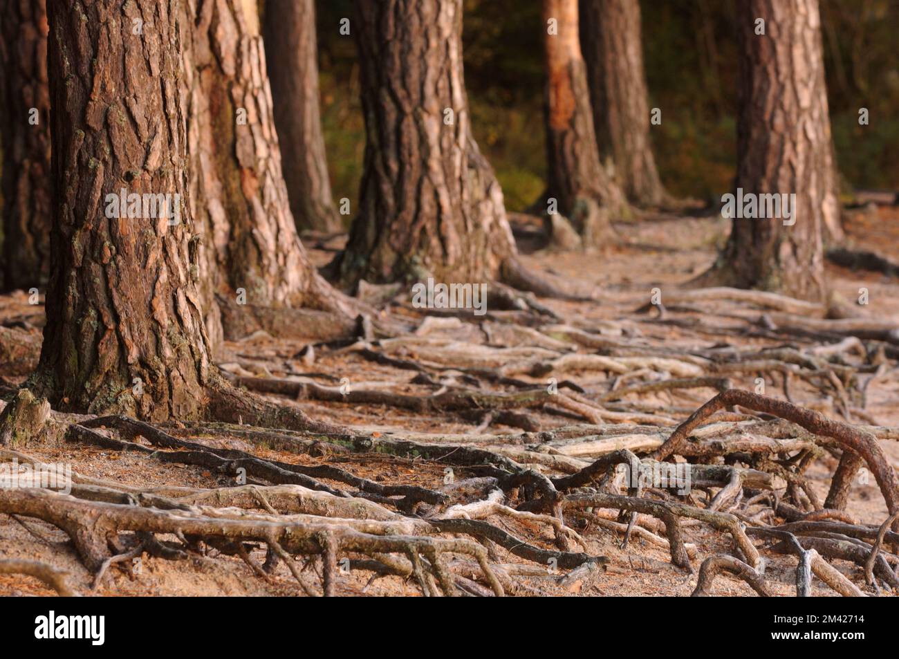 Roots from trees on sandy beach Stock Photo - Alamy