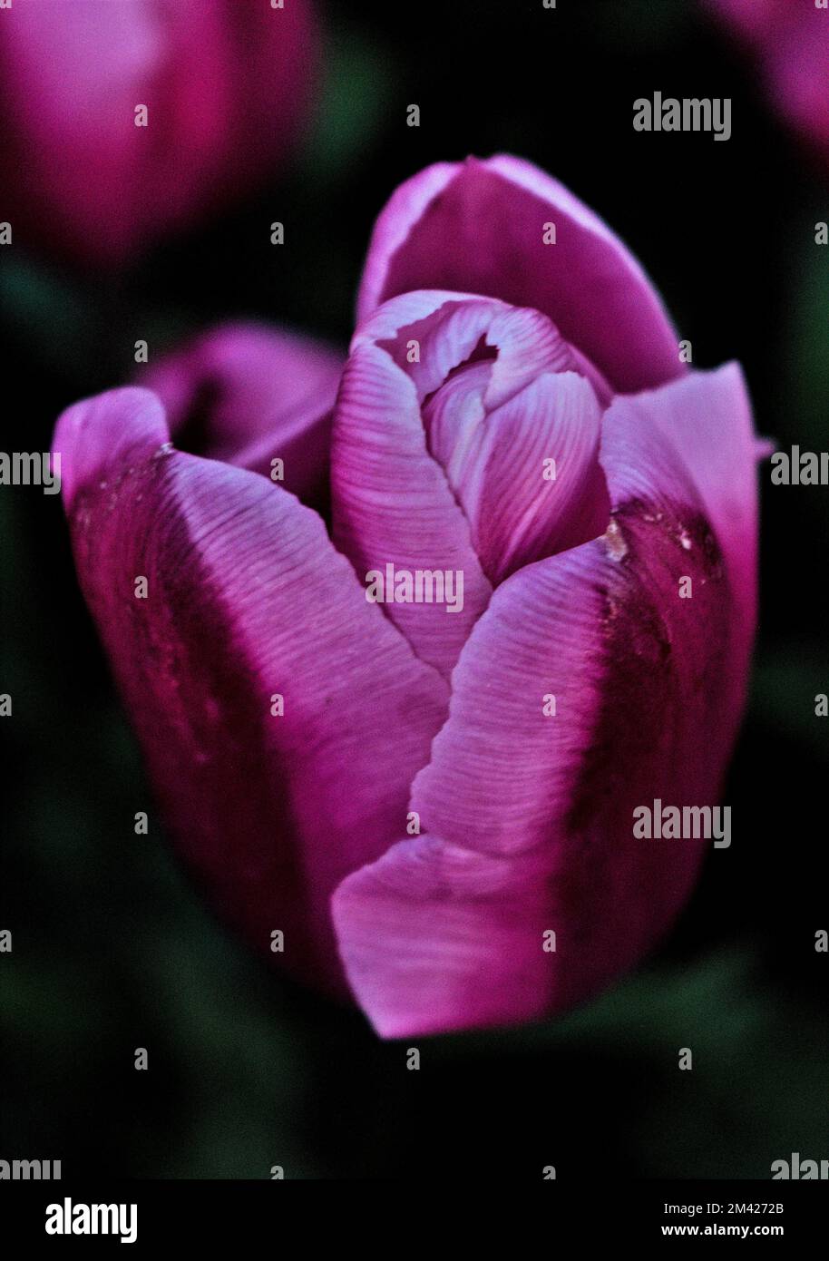 A dreamy field of a purple dutch tulip against a dark background Stock ...