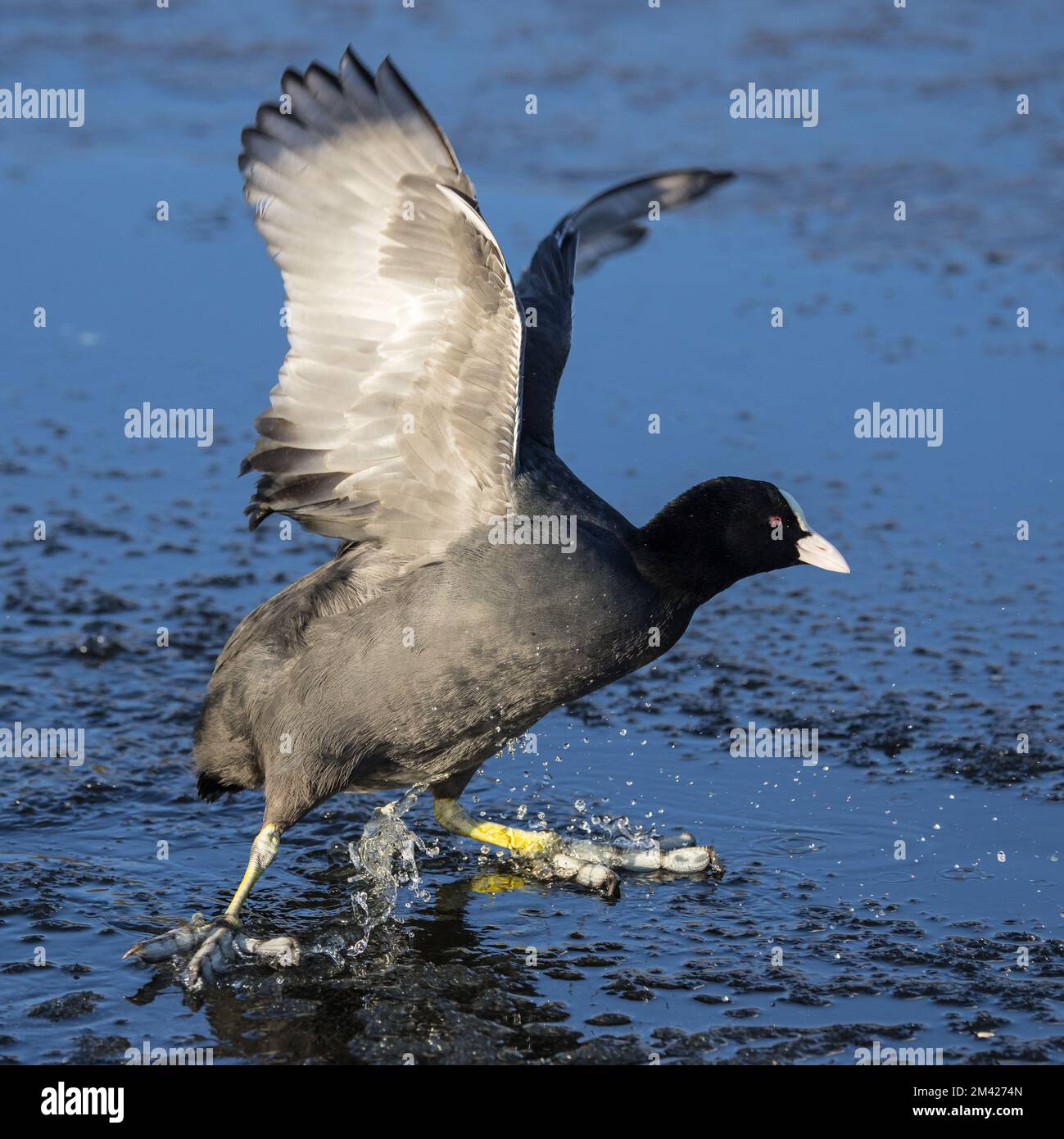 Redesmere lake cheshire hi-res stock photography and images - Alamy