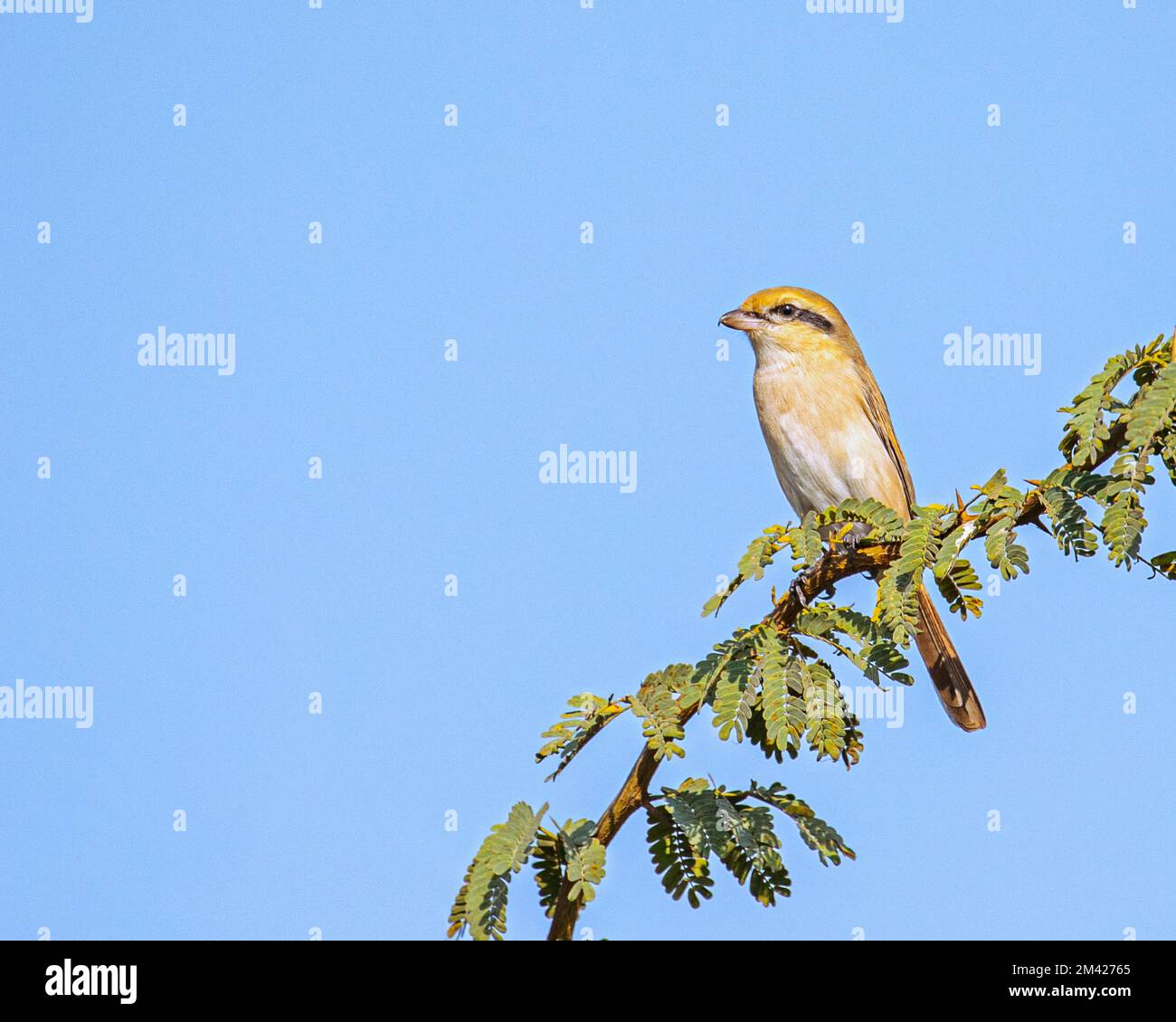 A Isabelline Shrike resting on a bush branch Stock Photo - Alamy