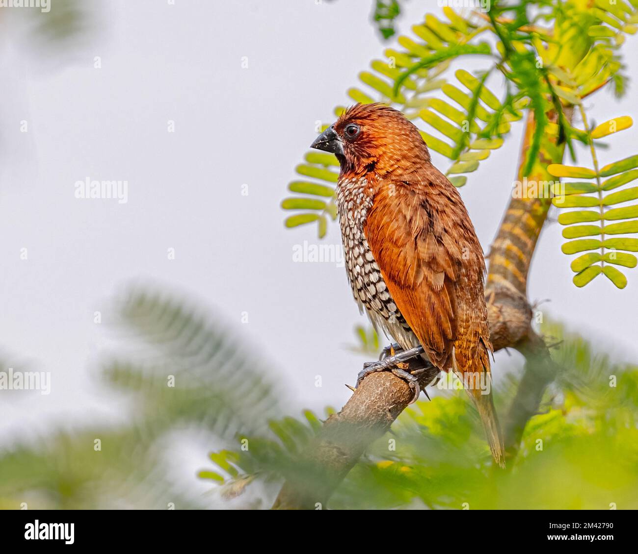 Scally munia hi-res stock photography and images - Alamy