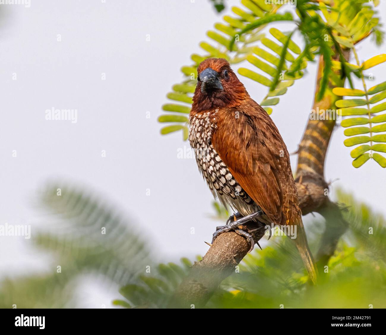 Scally breasted munia hi-res stock photography and images - Alamy
