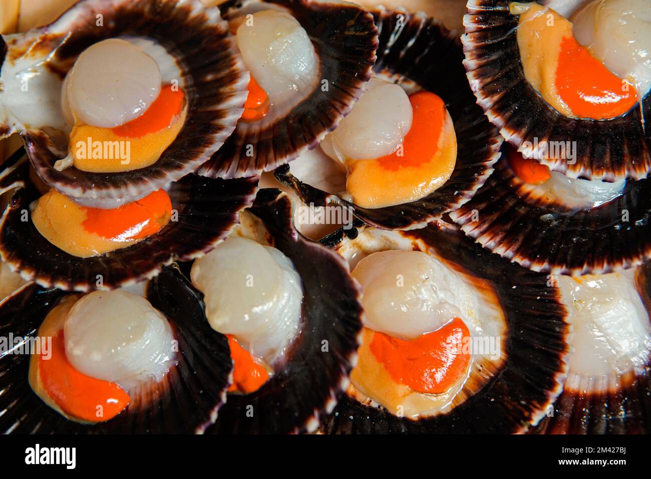raw scallops in a market. traditional Galician, Spanish food Stock ...