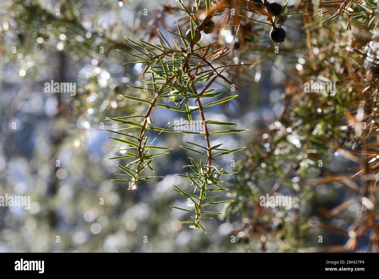 A shallow focus shot of a Juniper berry tree Stock Photo - Alamy