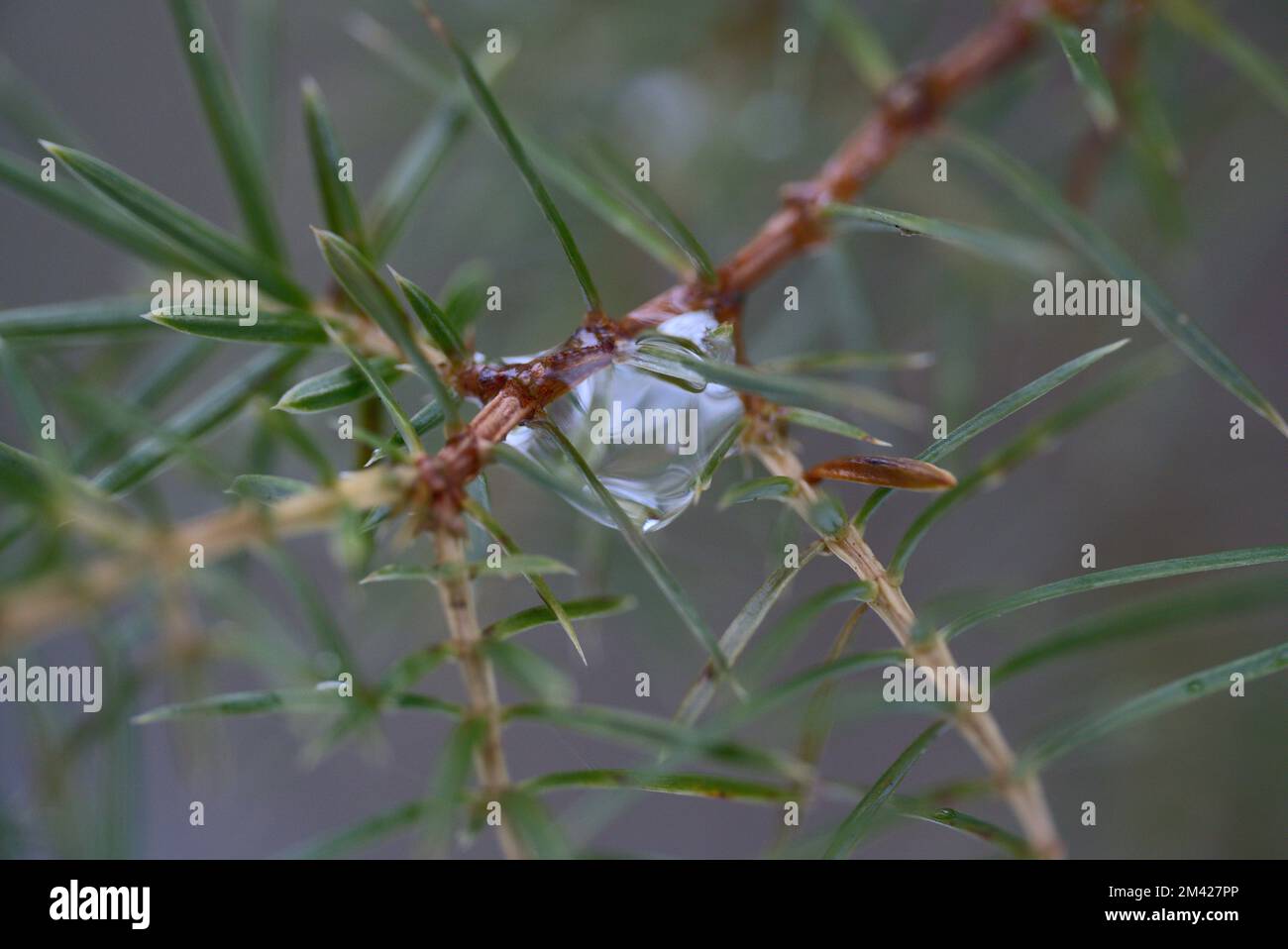 A selective focus shot of a juniper berry tree with a dew drop Stock ...