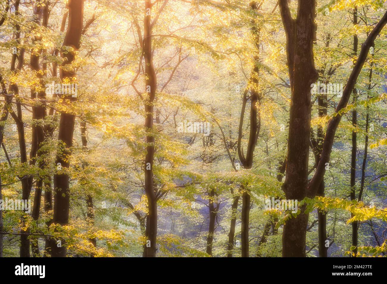 Trees in bright green forest in spring, Sweden Stock Photo - Alamy