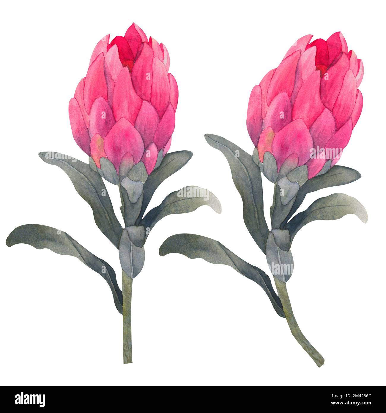 Set of watercolor illustrations of protea flowers and leaves without ...