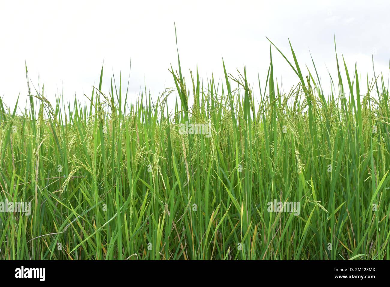 Normal rice hi-res stock photography and images - Alamy
