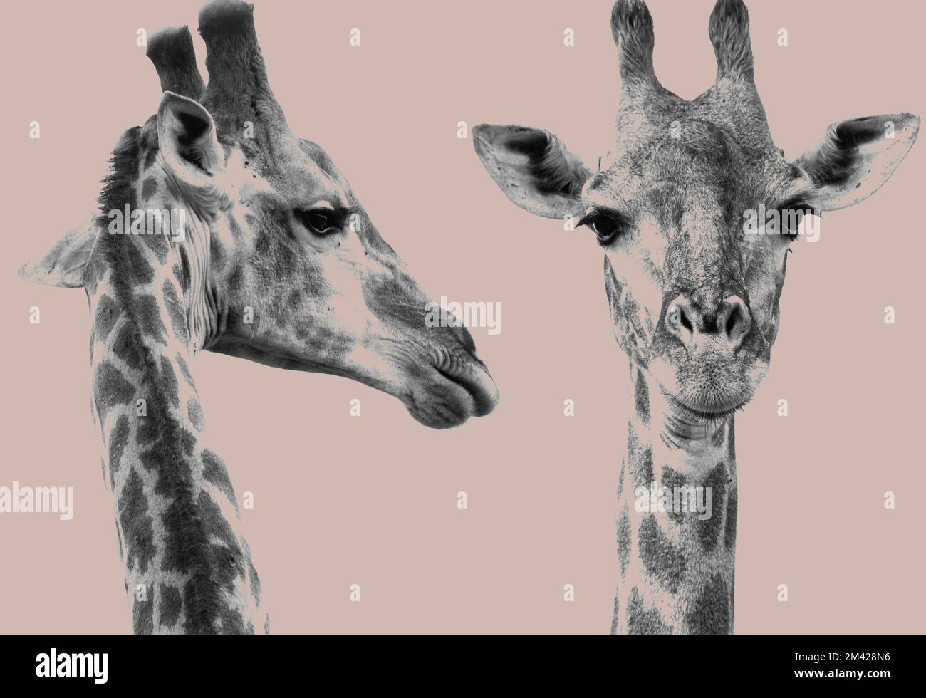 Two giraffes in front and side view Stock Photo - Alamy