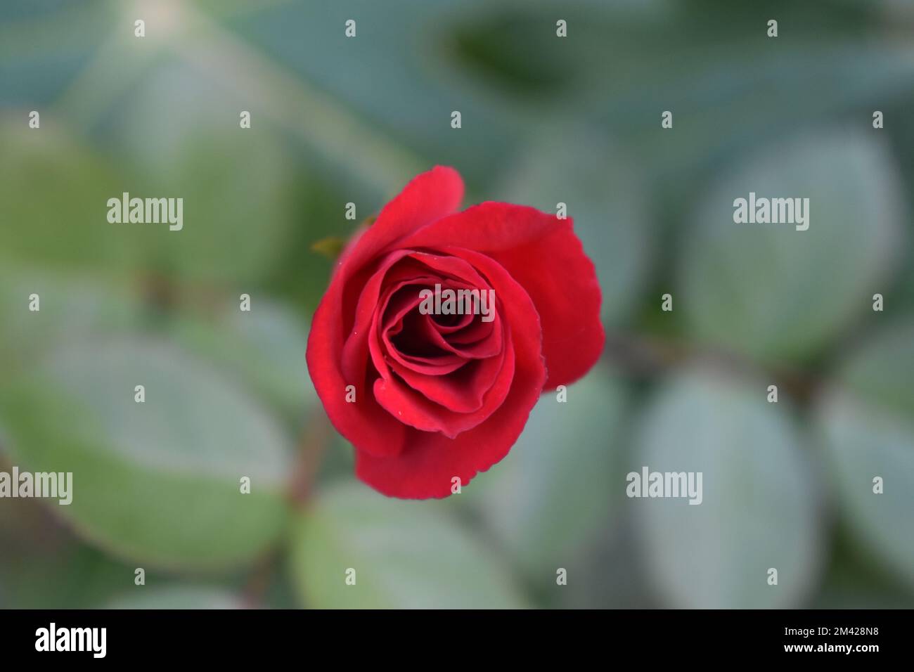 Champlain rose hi-res stock photography and images - Alamy