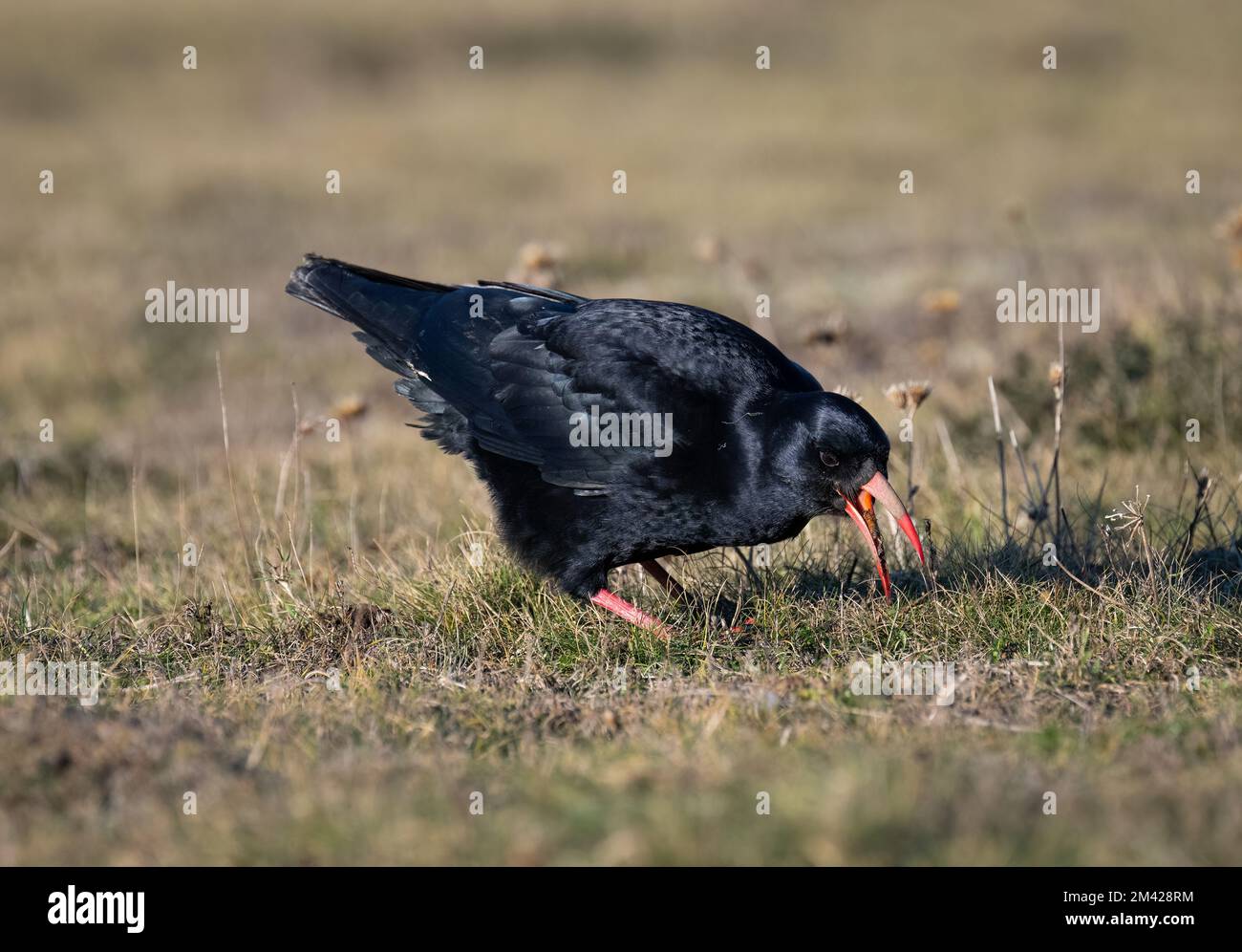 Red billed chough feeding hi-res stock photography and images - Alamy