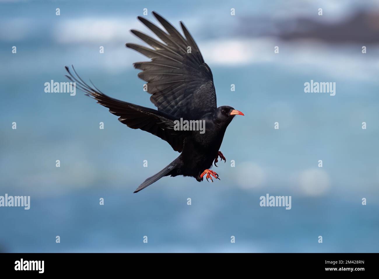 Cornish chough in flight, Godrevy, Cornwall Stock Photo - Alamy