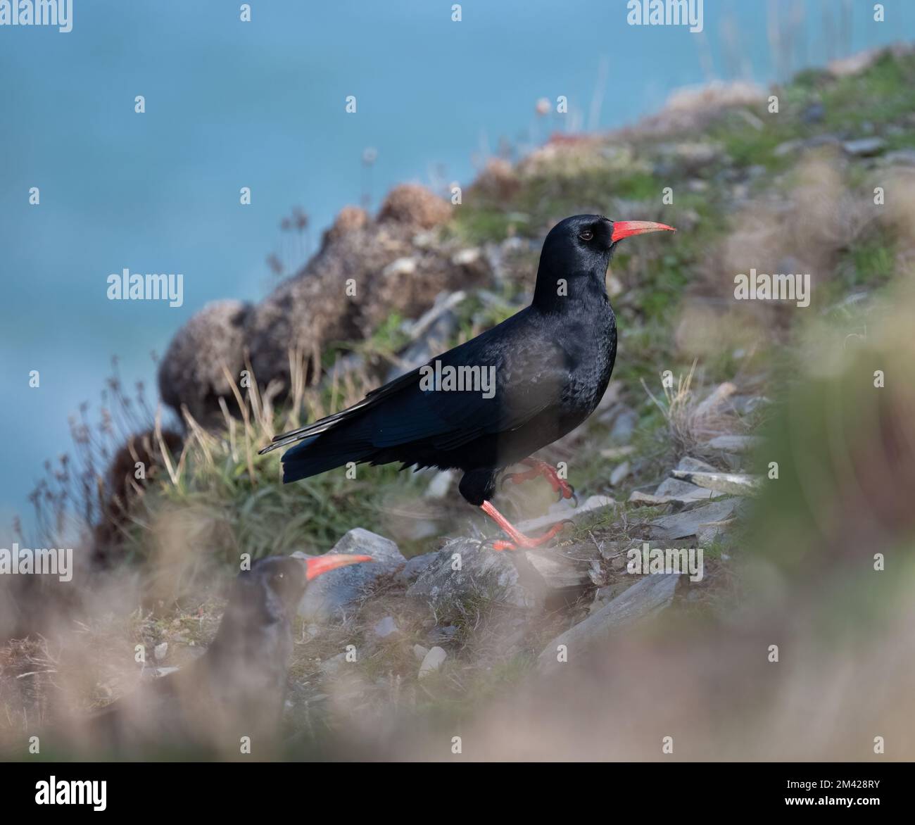 Cornish crow hi-res stock photography and images - Alamy Cornish crow hi-res stock photography and images - Alamy