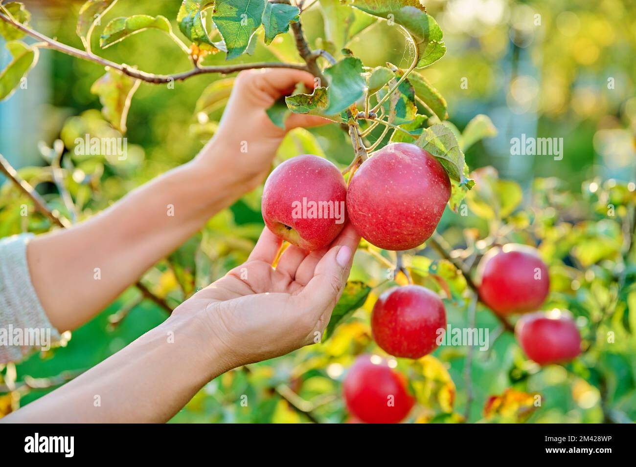 Woman plucking apples hi-res stock photography and images - Alamy