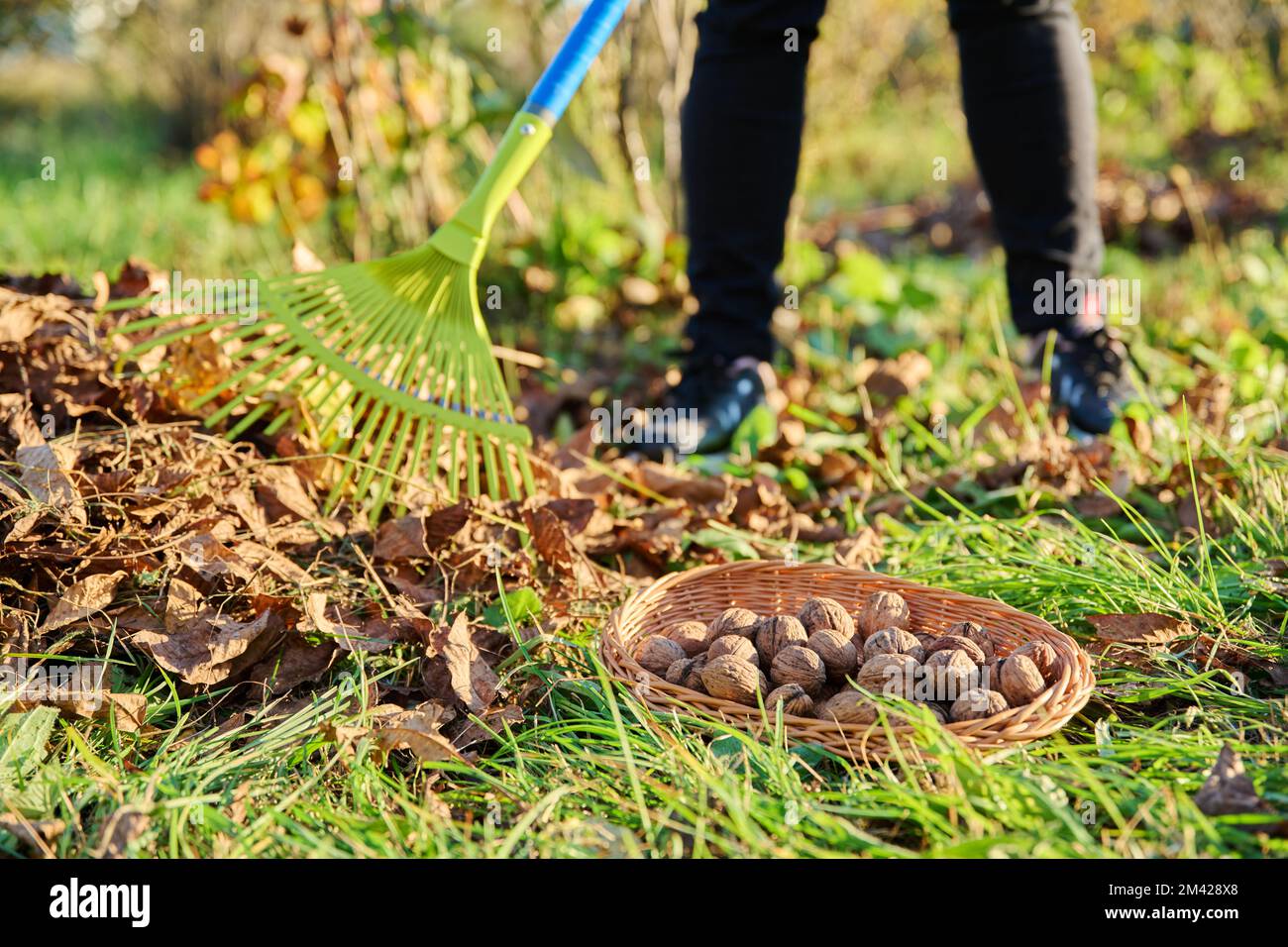 Woman with rake clearing leaves under walnut tree, collecting fallen ...