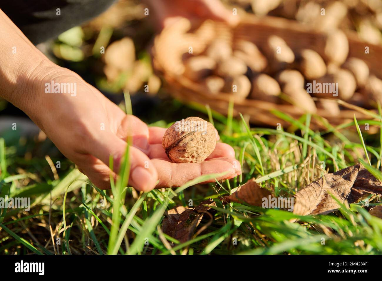 Woman picking up fallen food hi-res stock photography and images - Alamy