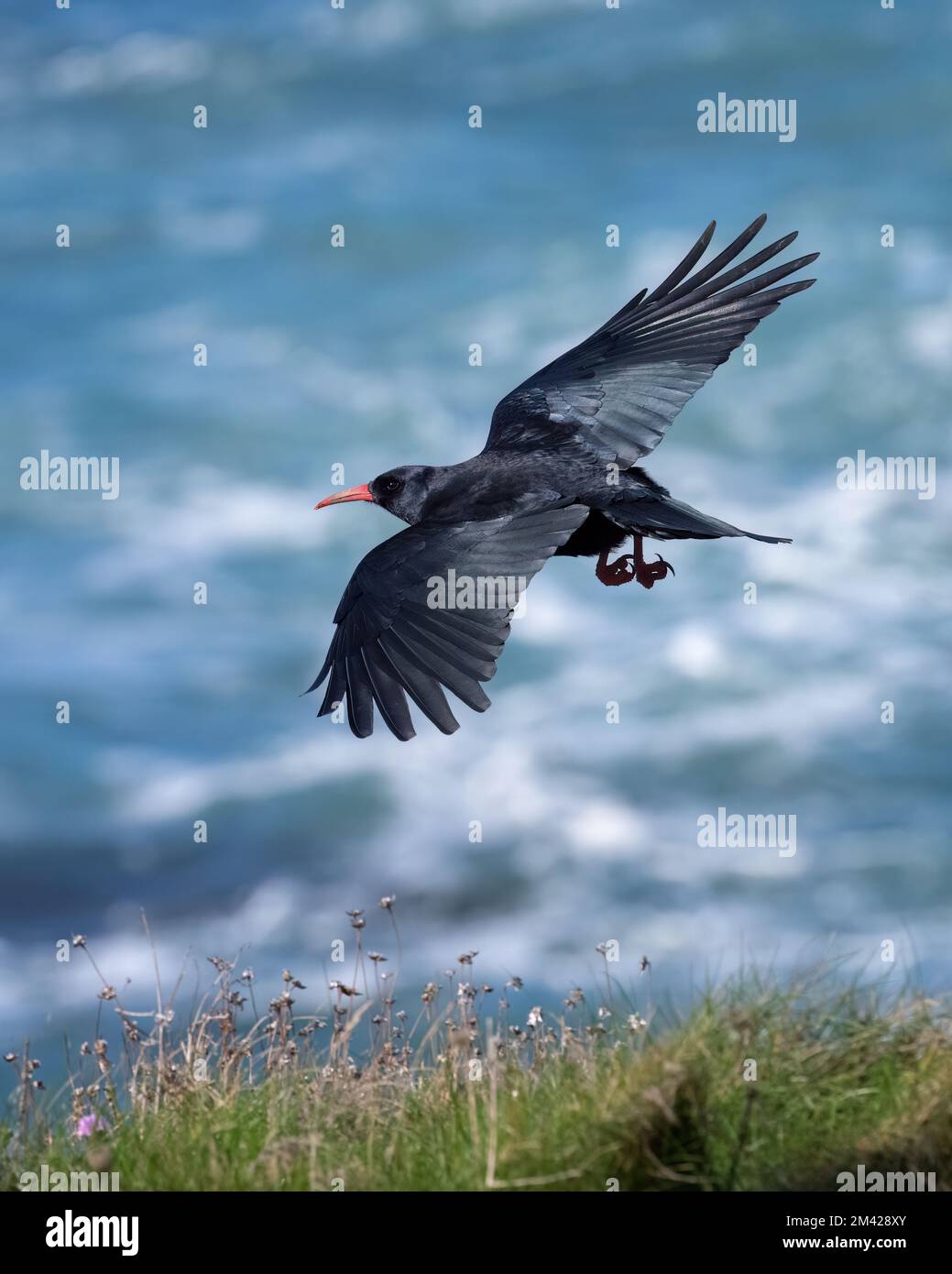 Cornish crow hi-res stock photography and images - Alamy Cornish crow hi-res stock photography and images - Alamy