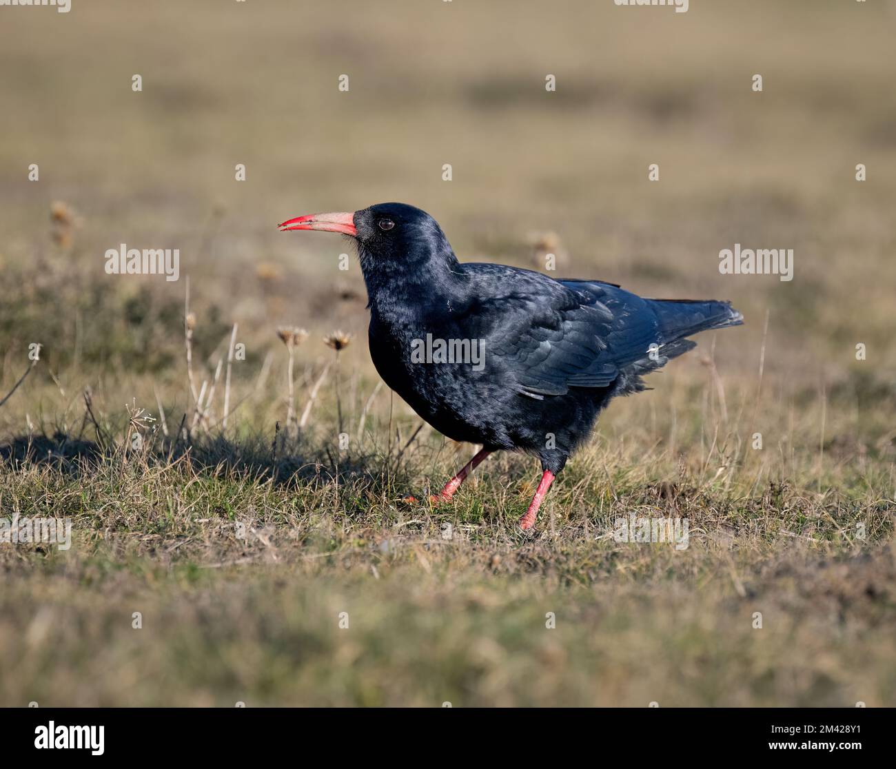 Cornish crow hi-res stock photography and images - Alamy Cornish crow hi-res stock photography and images - Alamy