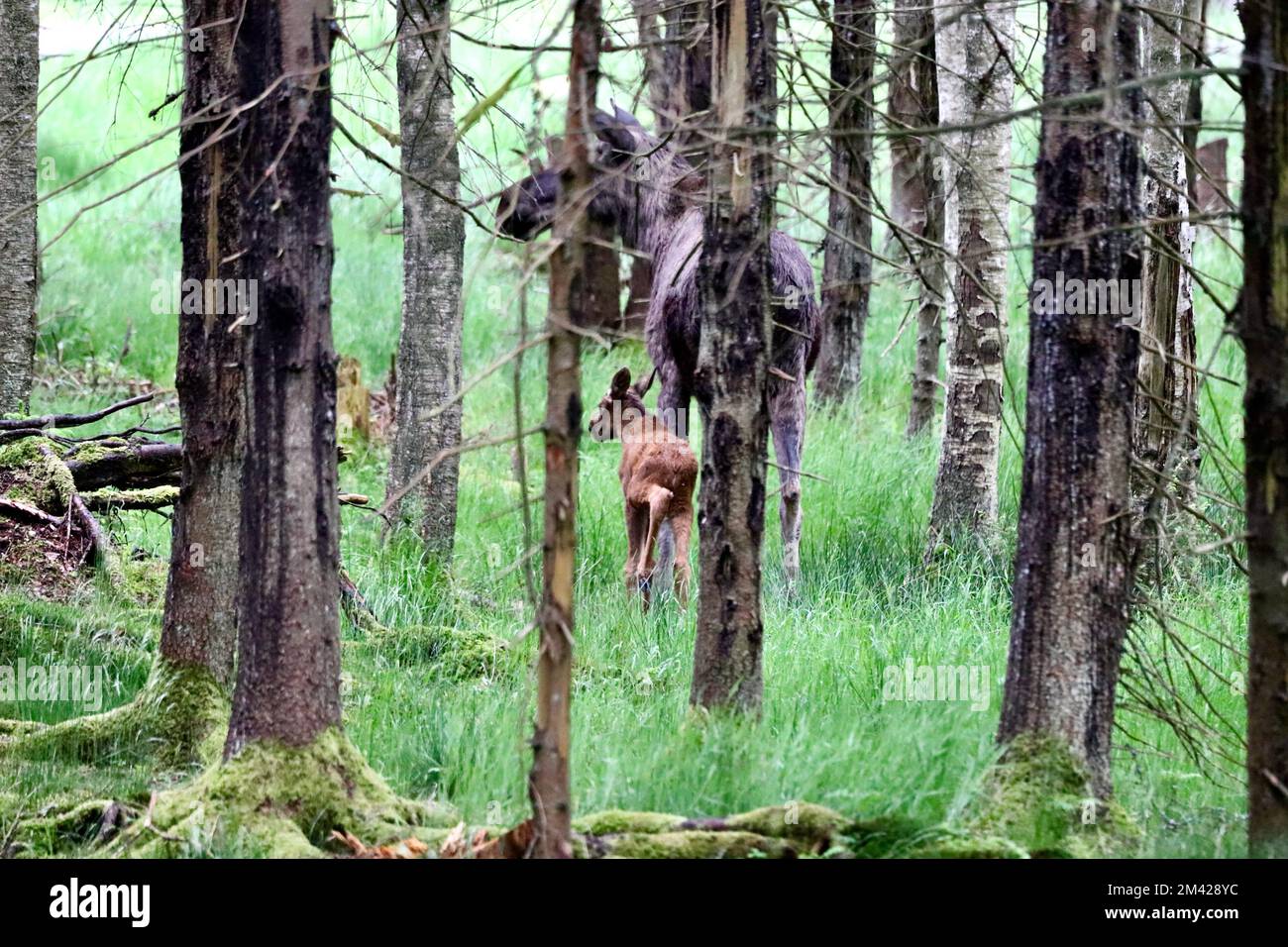 A baby moose with its mama Stock Photo - Alamy