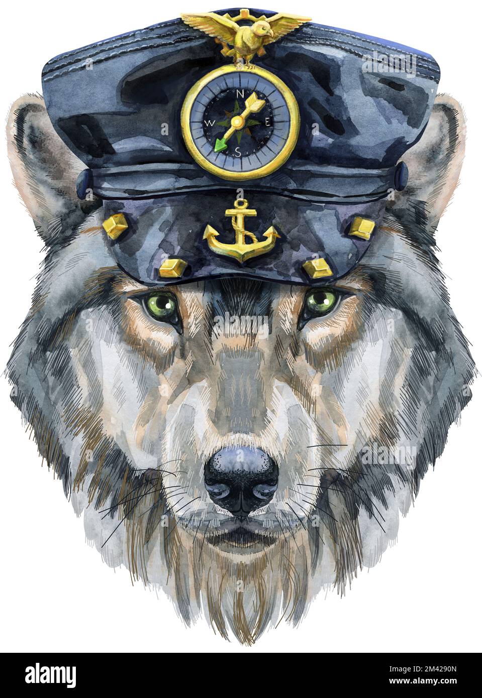 Portrait of a wolf in a captain's cap with a compass. Watercolor gray ...