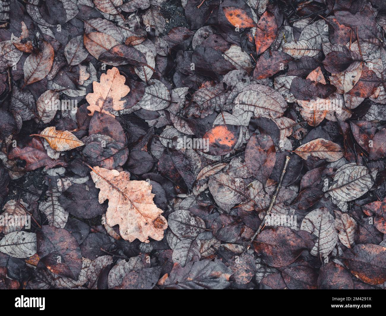 Autumn tree leaves lying hi-res stock photography and images - Alamy