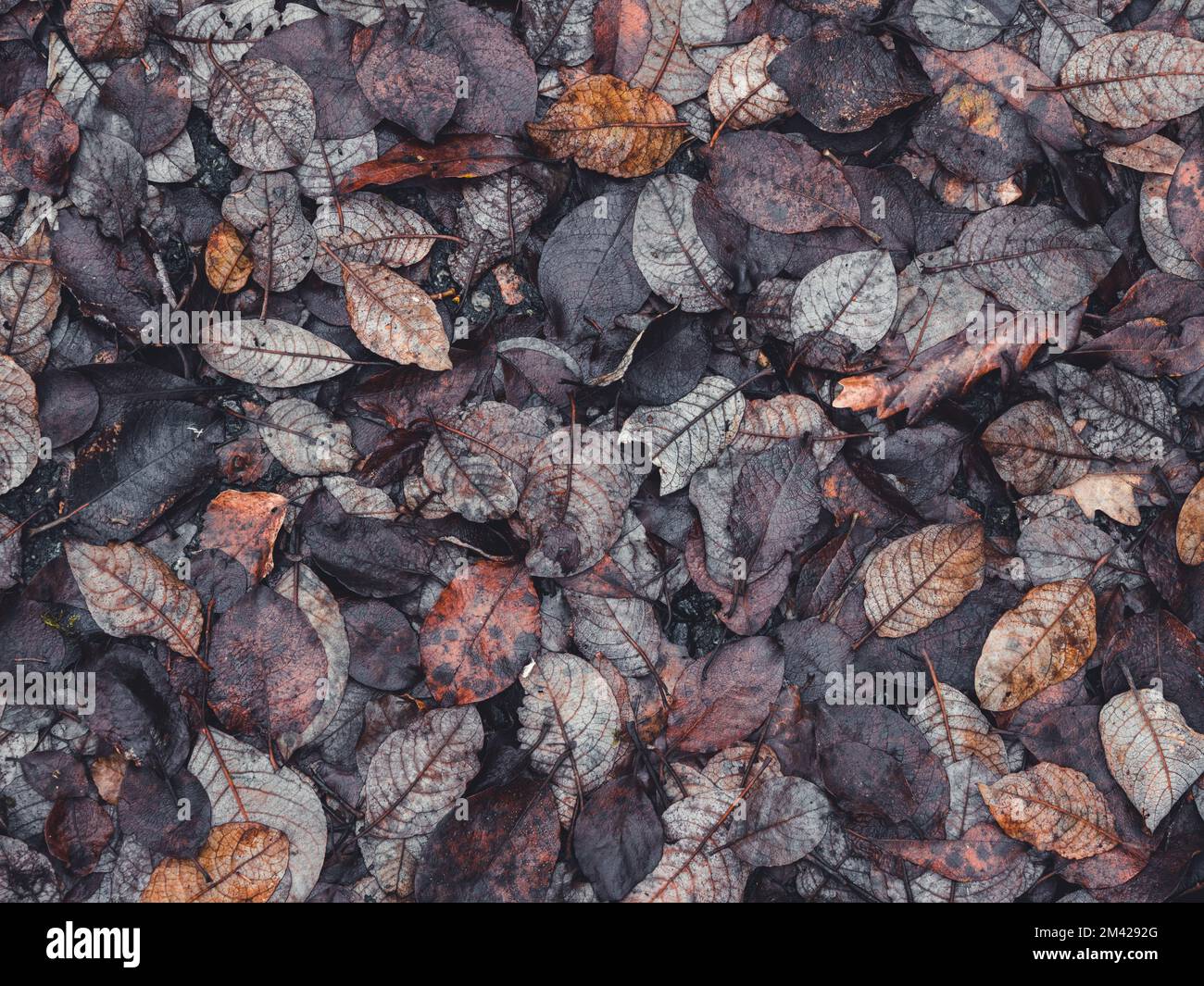 Autumn tree leaves lying hi-res stock photography and images - Alamy