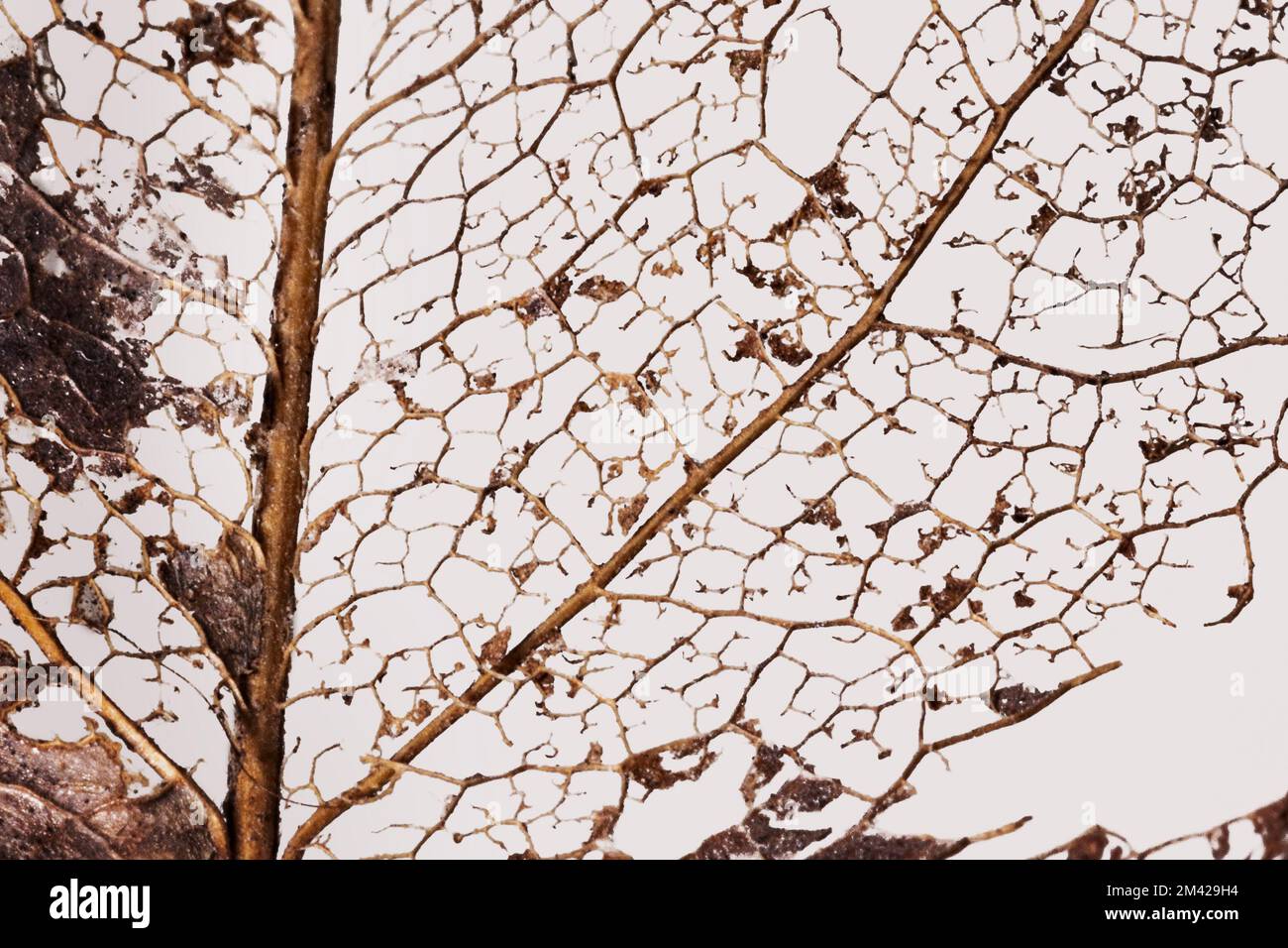 Cycle decomposition hi-res stock photography and images - Alamy