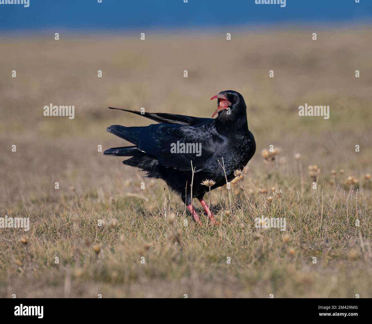 Cornish crow hi-res stock photography and images - Alamy