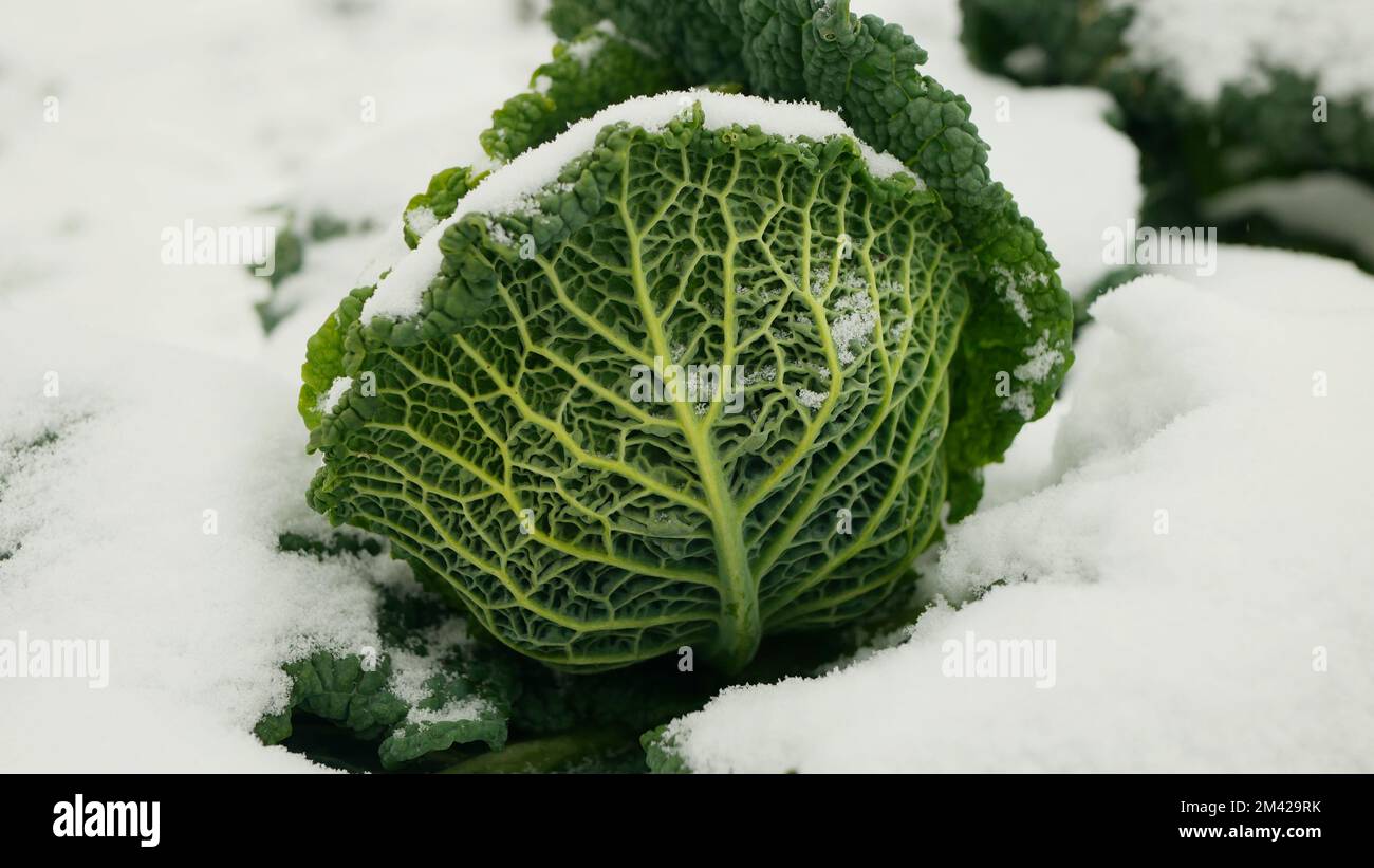 Field Savoy cabbage winter snow covered frost bio detail leaves leaf ...