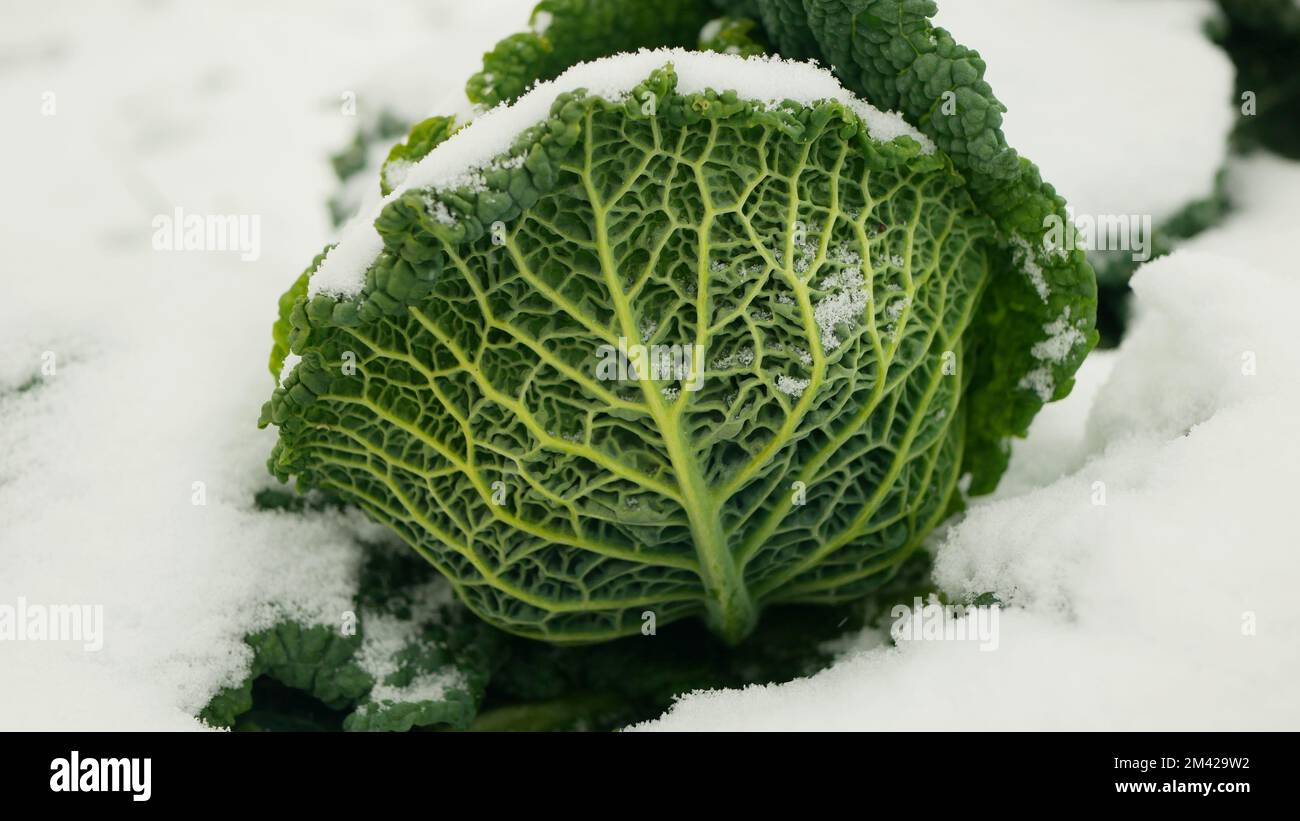 Field Savoy cabbage winter snow covered frost bio detail leaves leaf ...