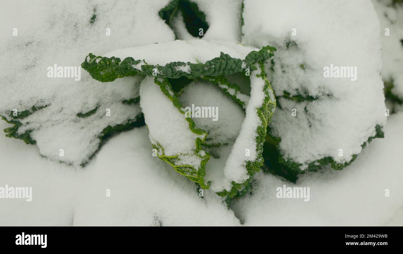 Field Savoy cabbage winter snow covered frost bio detail leaves leaf ...