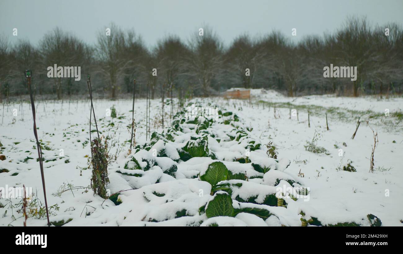 Field Savoy cabbage winter snow covered frost bio detail leaves leaf ...