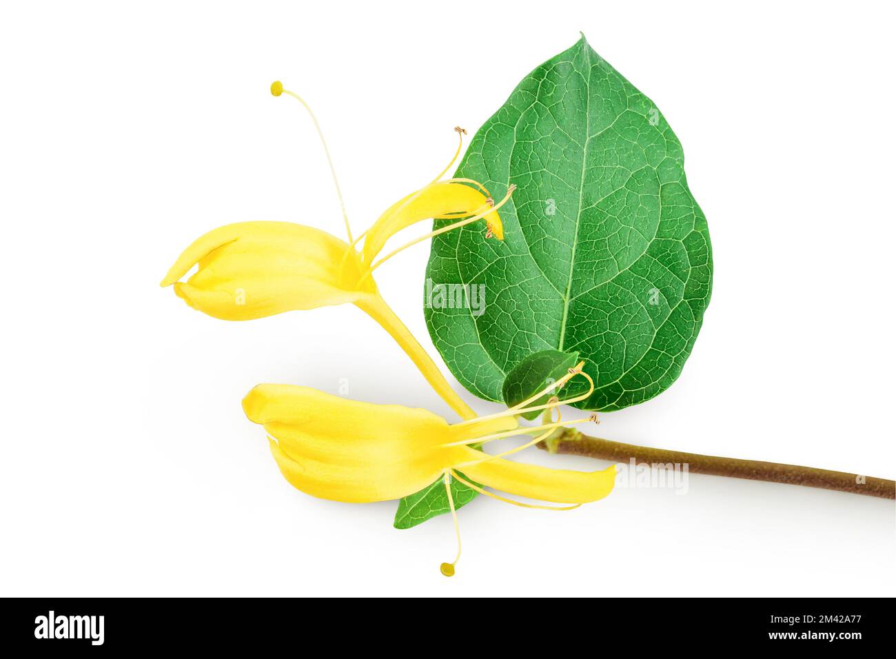 honeysuckle flower isolated on white background with full depth of ...