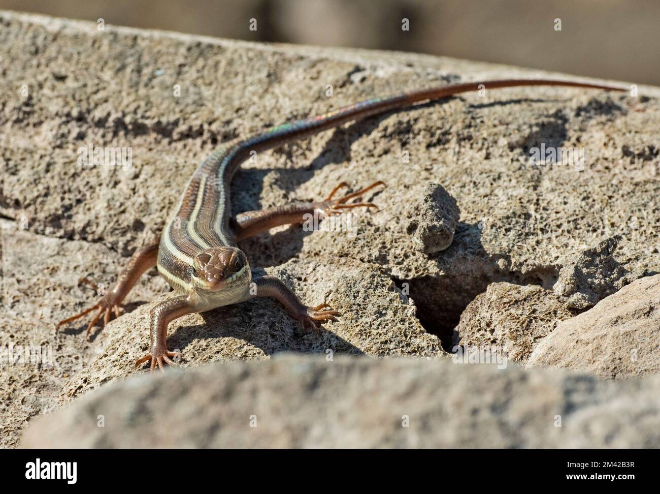 Blue-tailed skink lizard stood on a stone rock in rural countryside ...