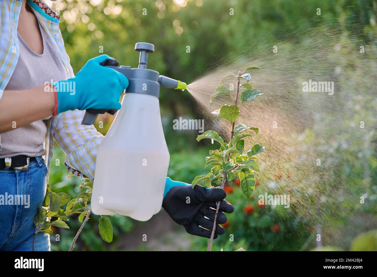 Woman in garden with spray gun spraying young trees with preparations ...