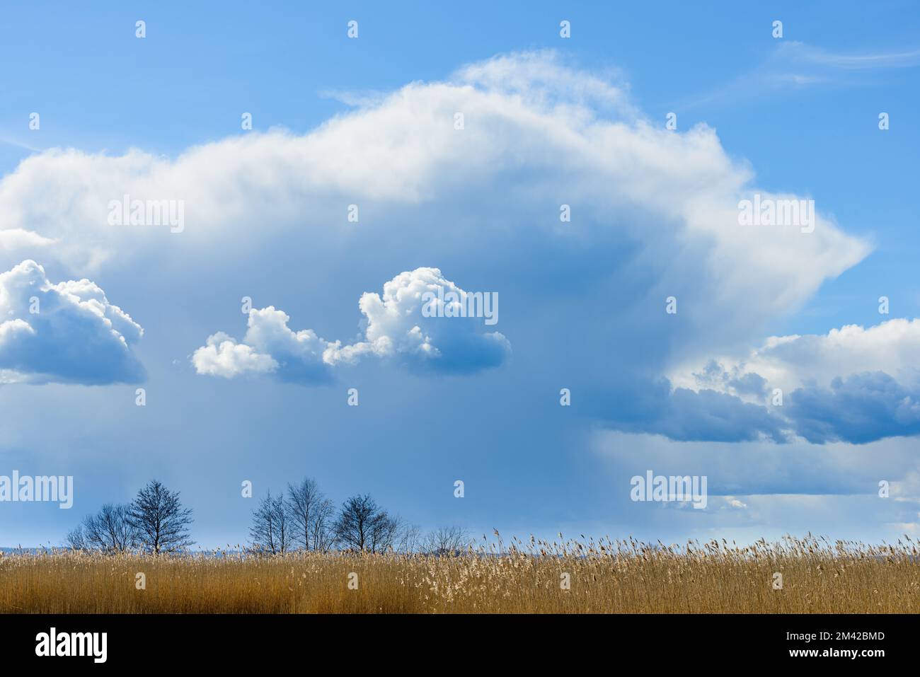 Clouds and dramatic trees hi-res stock photography and images - Alamy