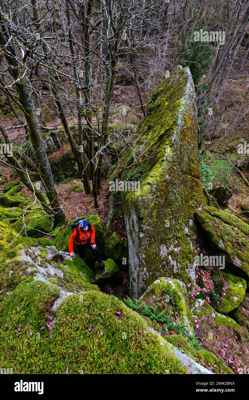Hiker walking in beautiful forest hi-res stock photography and images ...