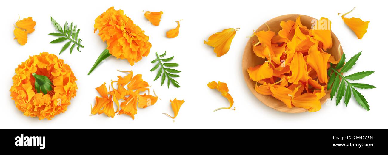 fresh marigold or tagetes erecta flower isolated on white background ...