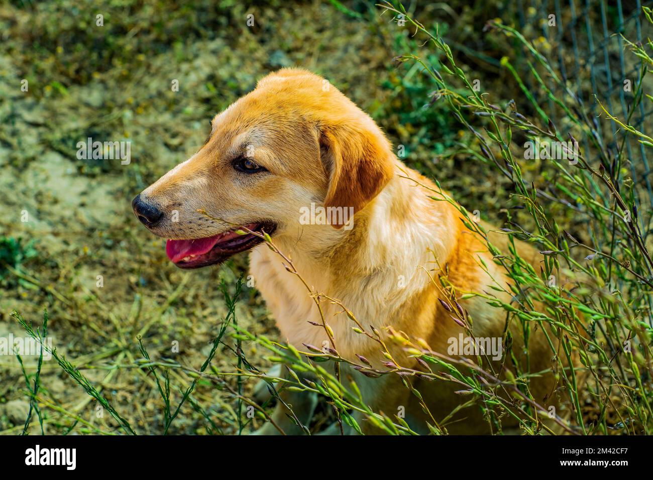 Sweet yellow dog in the nature Stock Photo - Alamy