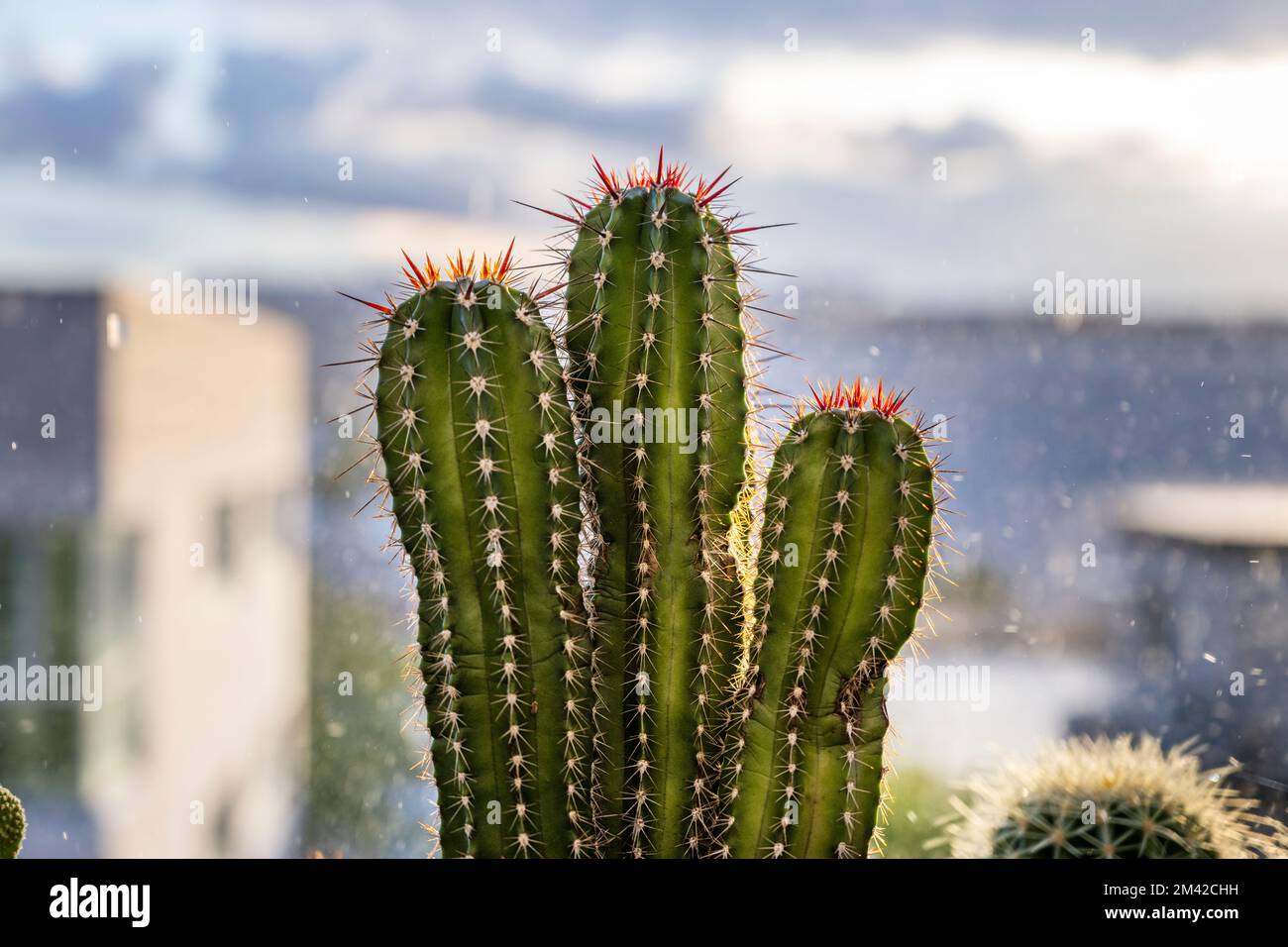 Raindrops falling on cereus cactus with sharp spikes in the middle of a ...