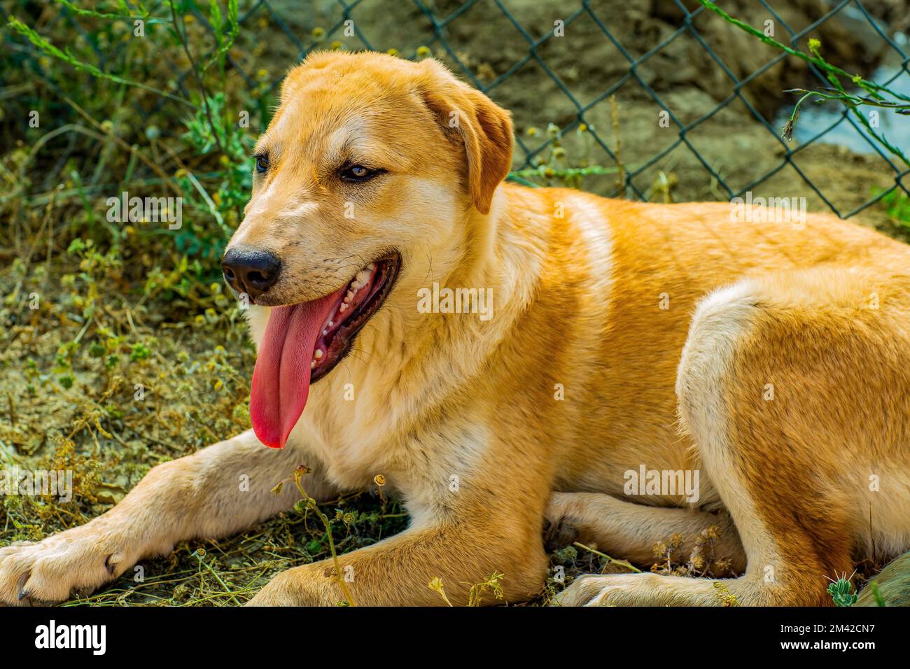 Sweet yellow dog in the nature Stock Photo - Alamy
