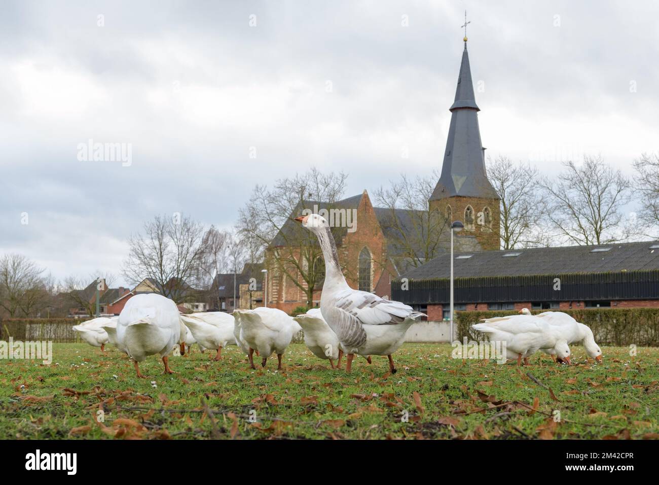 Group of geese on a grass meadow nibbles the grass. Against the ...