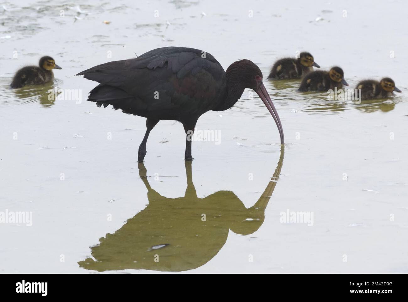 puna ibis (Plegadis ridgwayi) probes the mud in a shallow pond for ...