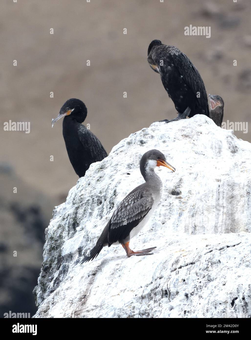 La isla de pucusana hi-res stock photography and images - Alamy